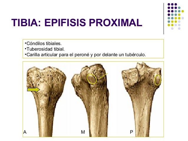 .Huesos miembro inferior