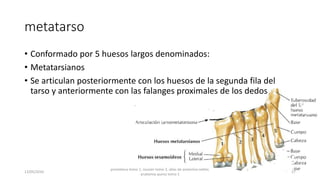 Huesos del pie miembro inferior | PPTX