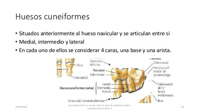 Huesos del pie miembro inferior