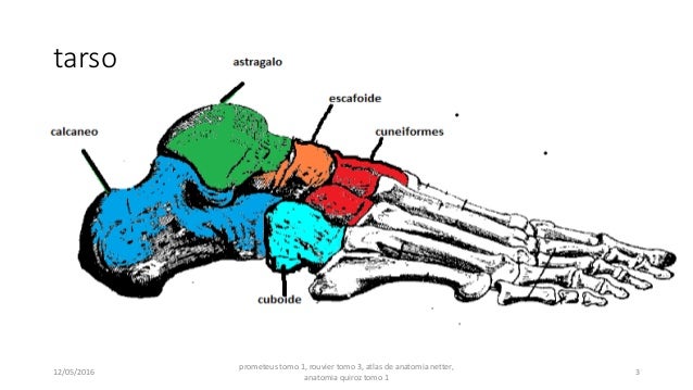 Huesos del pie miembro inferior
