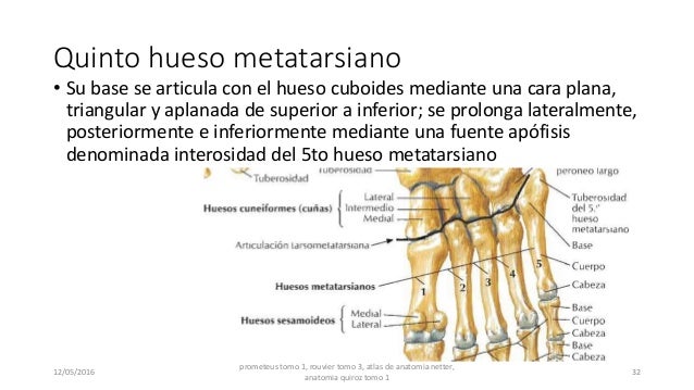 Huesos del pie miembro inferior