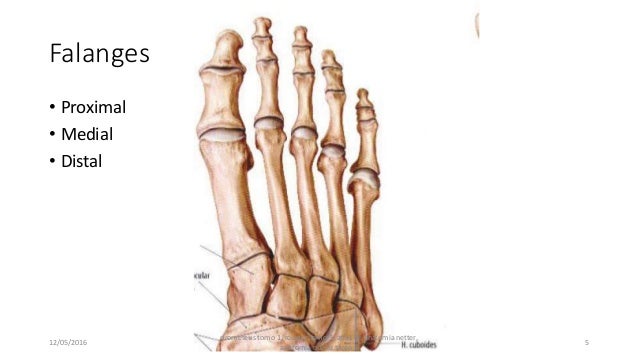 Huesos del pie miembro inferior