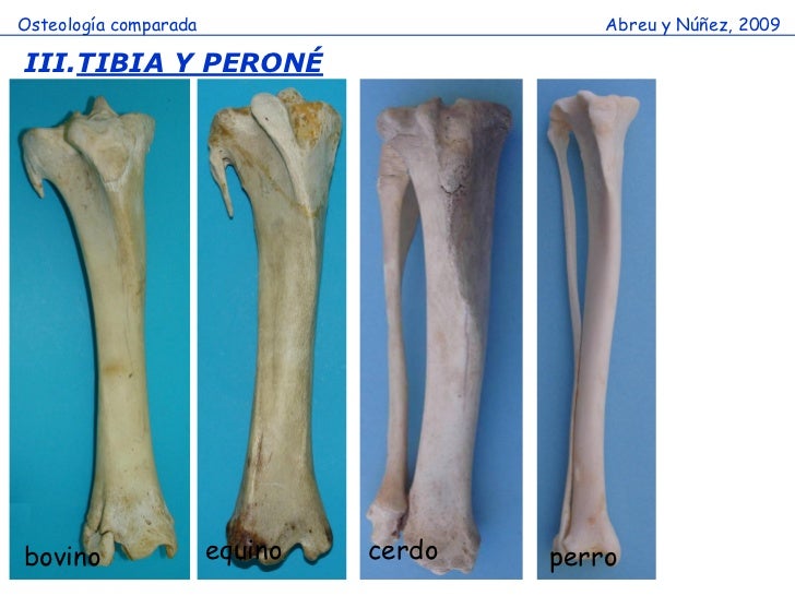 Huesos miembro pelvico comparado