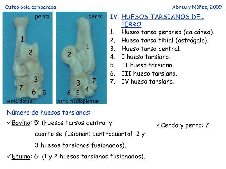 Nombre De Los Huesos De Tarso