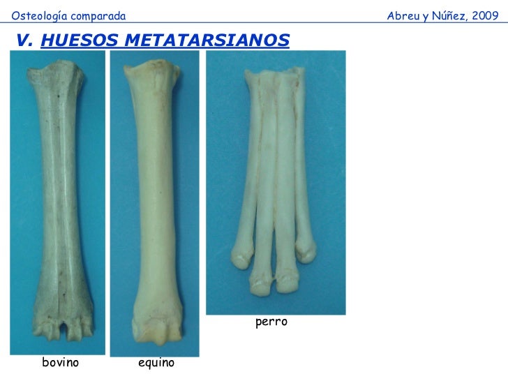 Huesos miembro pelvico comparado