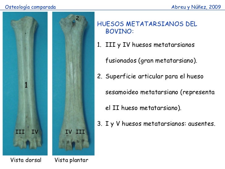 Huesos miembro pelvico comparado