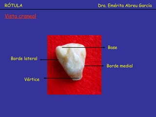 Huesos miembro posterior del caprino | PPT