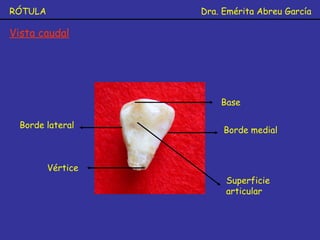Huesos miembro posterior del caprino | PPT