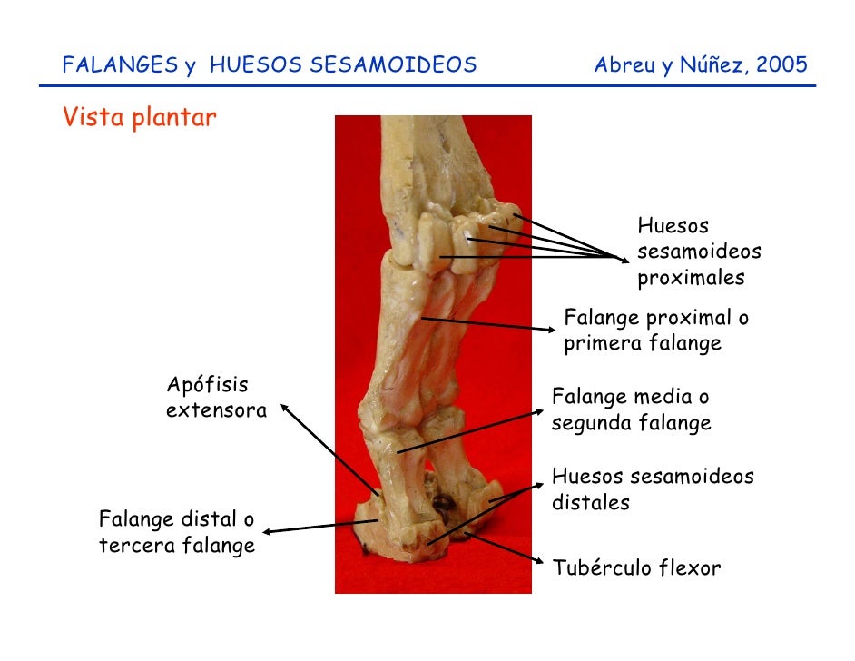 Huesos miembro posterior del caprino