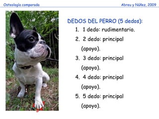 Huesos miembro toracico comparado (2) | PDF