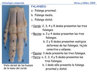 Huesos miembro toracico comparado (2) | PDF