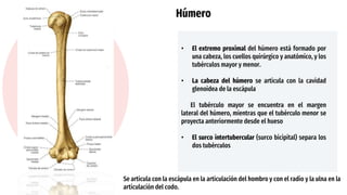 Huesos Miembro Superior | PPTX