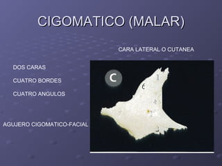 Huesos nasales, cigomatico, mandibula e hioides | PPT