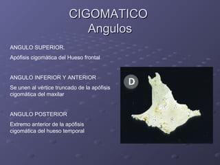 Huesos nasales, cigomatico, mandibula e hioides | PPT