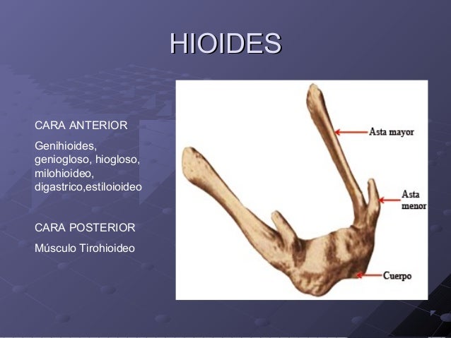 La Cabeza y el Raquis: Hueso Hioides