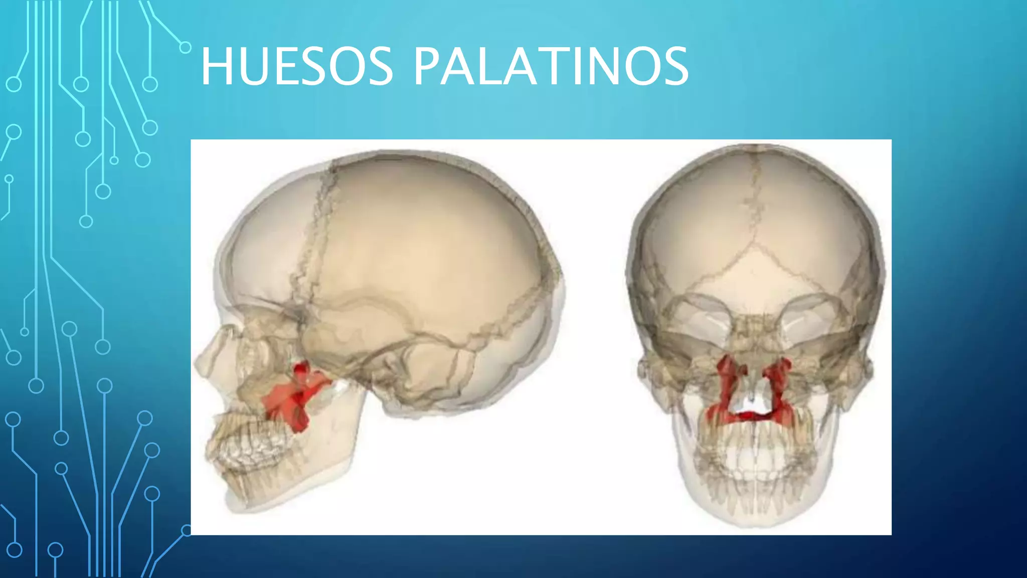 Huesos palatinos | PPTX