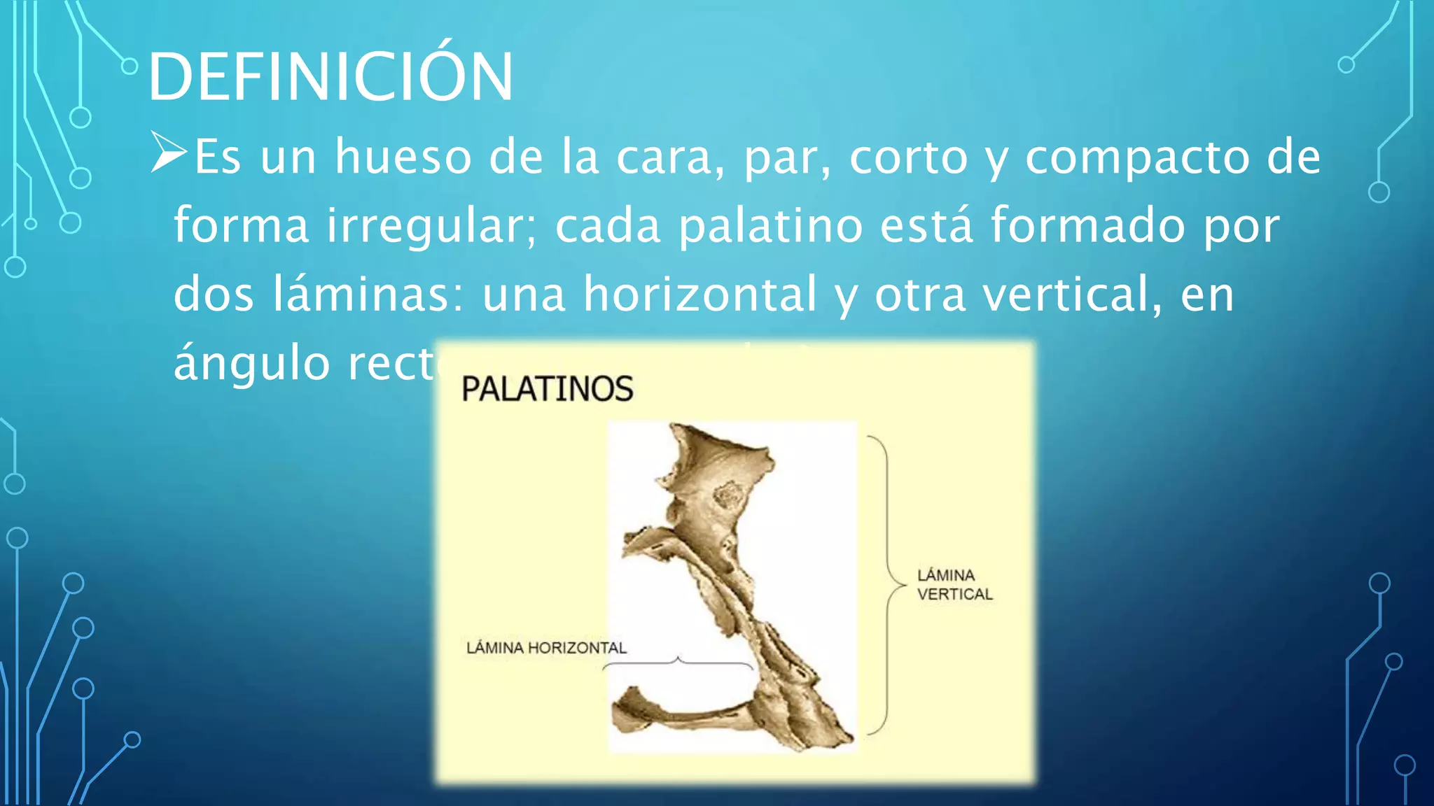 Anatomía Del Hueso Palatino Hueso Palatino: Láminas, Bordes,