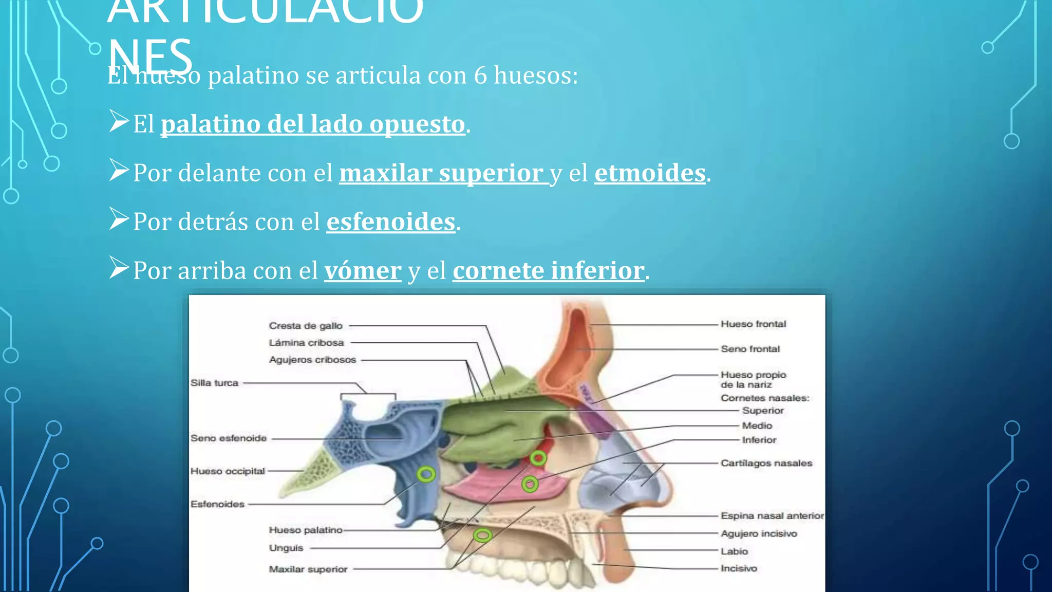 Huesos palatinos | PPTX | Ear, Nose and Throat Conditions | Diseases ...