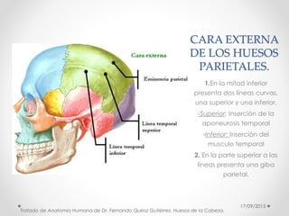 Huesos Parietales | PPTX