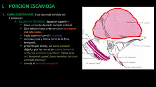 HUESOS PARIETAL Y TEMPORAL de la calota pptx | PPTX