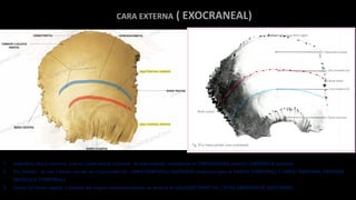 HUESOS PARIETAL Y TEMPORAL de la calota pptx | PPTX