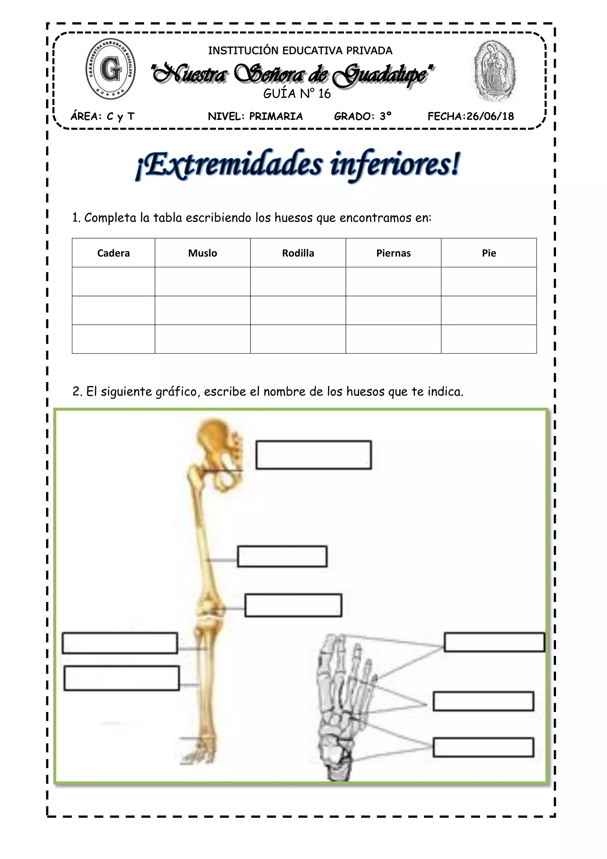 Huesos pierna | PDF