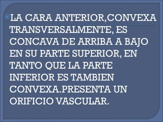 Huesos Propios De La Nariz | PPT