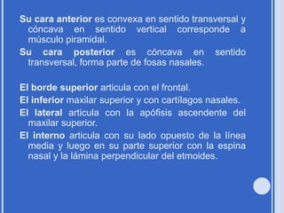 Huesos propios de la nariz | PPTX