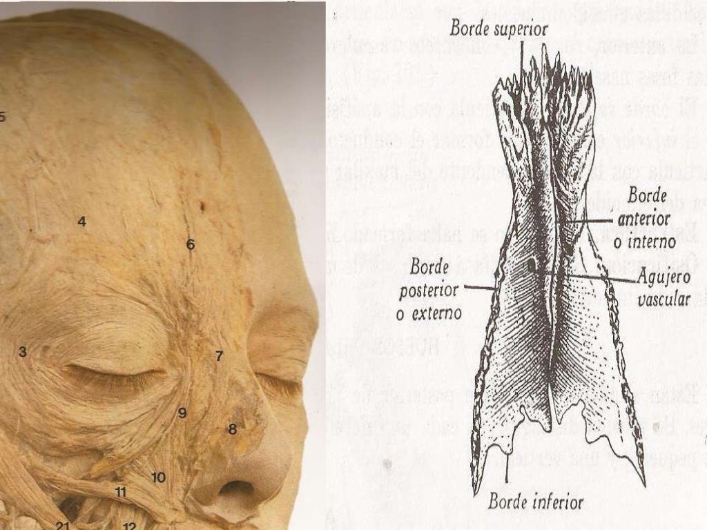Huesos propios de la nariz