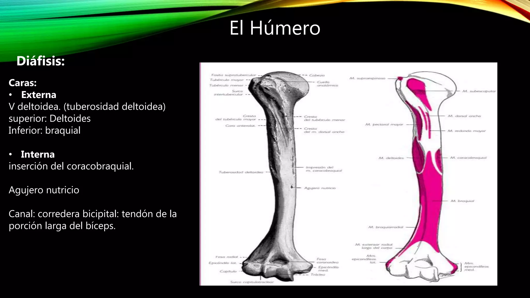 Huesos que conforman la cintura escapular y humero | PPTX
