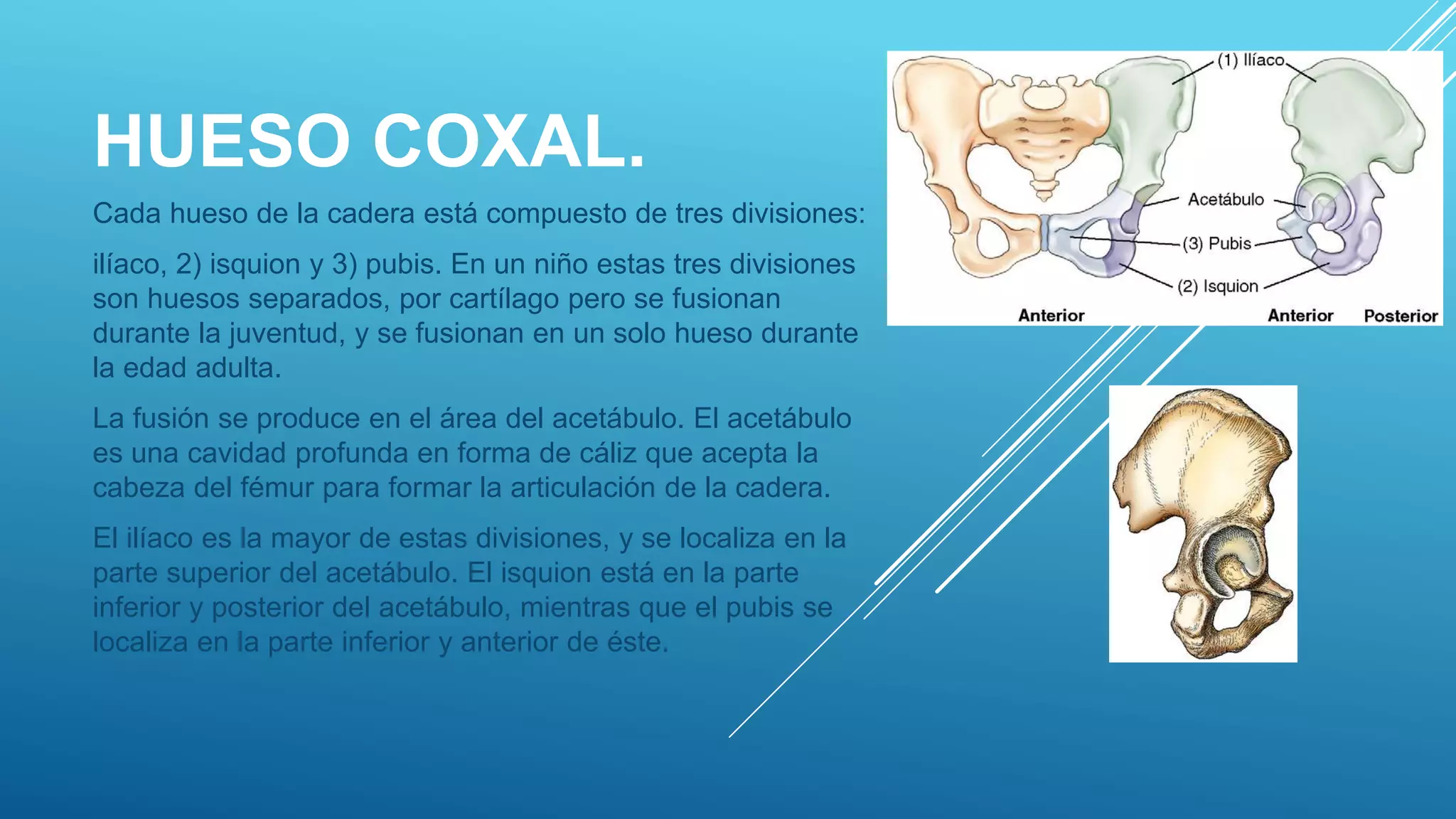 Huesos que conforman la pelvis.pptx
