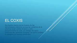 Huesos que conforman la pelvis.pptx
