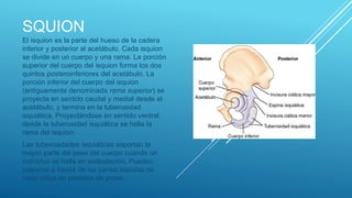 Huesos que conforman la pelvis.pptx