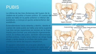 Huesos que conforman la pelvis.pptx