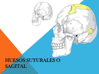 ANATOMÍA -Huesos wormianos | PDF