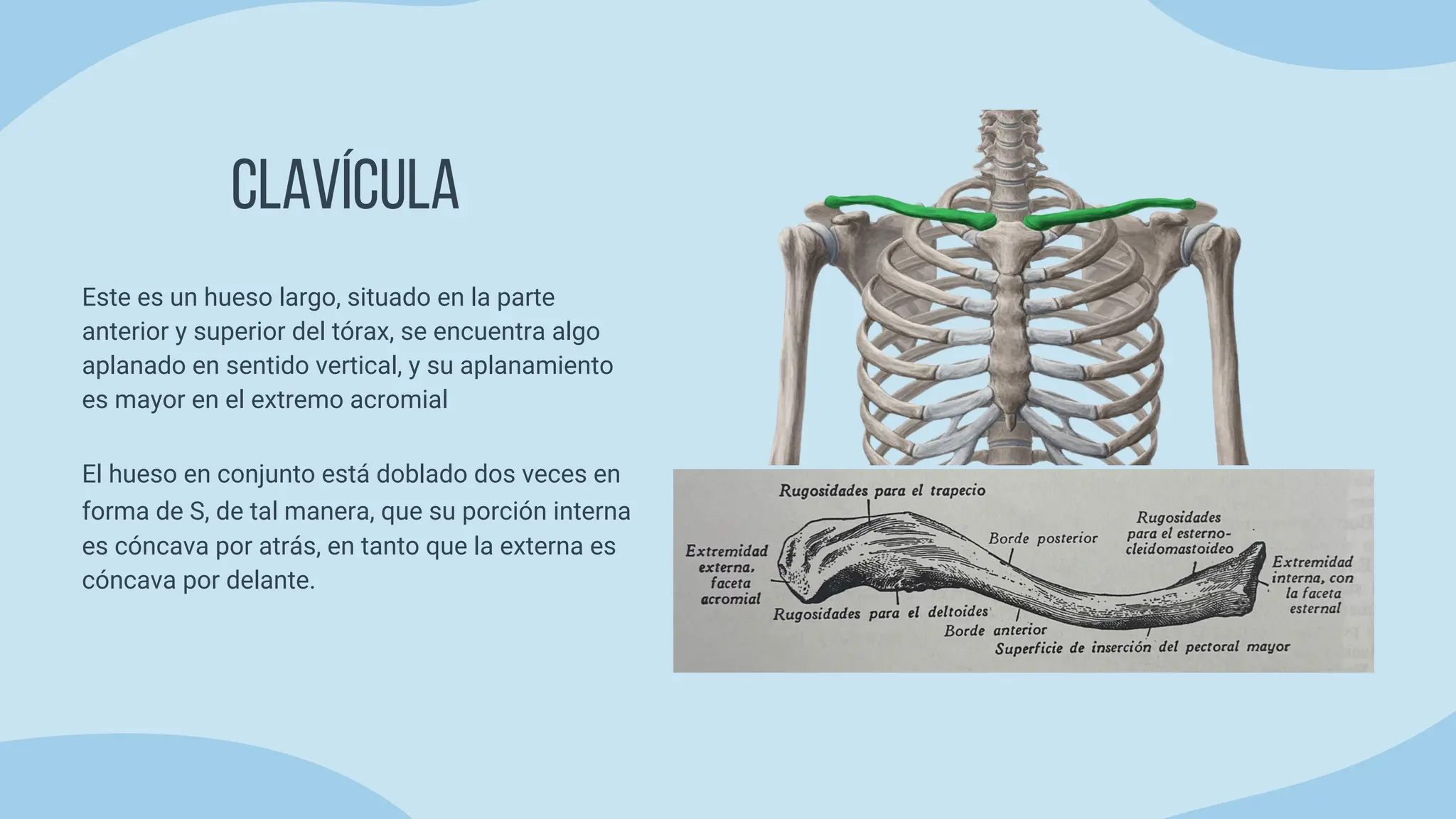 Huesos y articulaciones del Torax a detalle | PDF