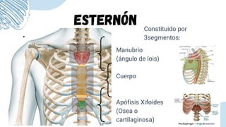 Huesos y articulaciones del Torax a detalle | PDF