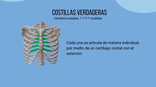 Huesos y articulaciones del Torax a detalle | PDF