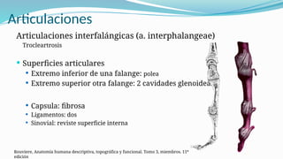 Huesos y articulaciones de la mano miembro superior | PPTX