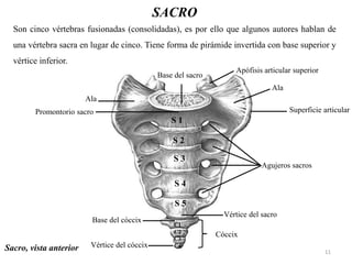 HUESOS Y ARTICULACIONES DEL ESQUELETO AXIAL.pdf