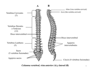 HUESOS Y ARTICULACIONES DEL ESQUELETO AXIAL.pdf