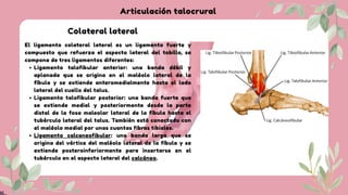 Huesos y articulaciones del pie. Articulación del tobillo. .pdf