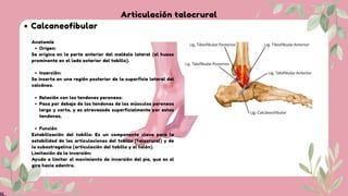 Huesos y articulaciones del pie. Articulación del tobillo. .pdf