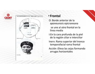 HUESOS Y MUSCULOS.pdf,SALUD OCUPACIONAL. | PDF