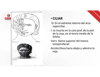 HUESOS Y MUSCULOS.pdf,SALUD OCUPACIONAL. | PDF
