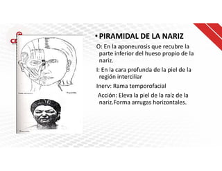 HUESOS Y MUSCULOS.pdf,SALUD OCUPACIONAL. | PDF