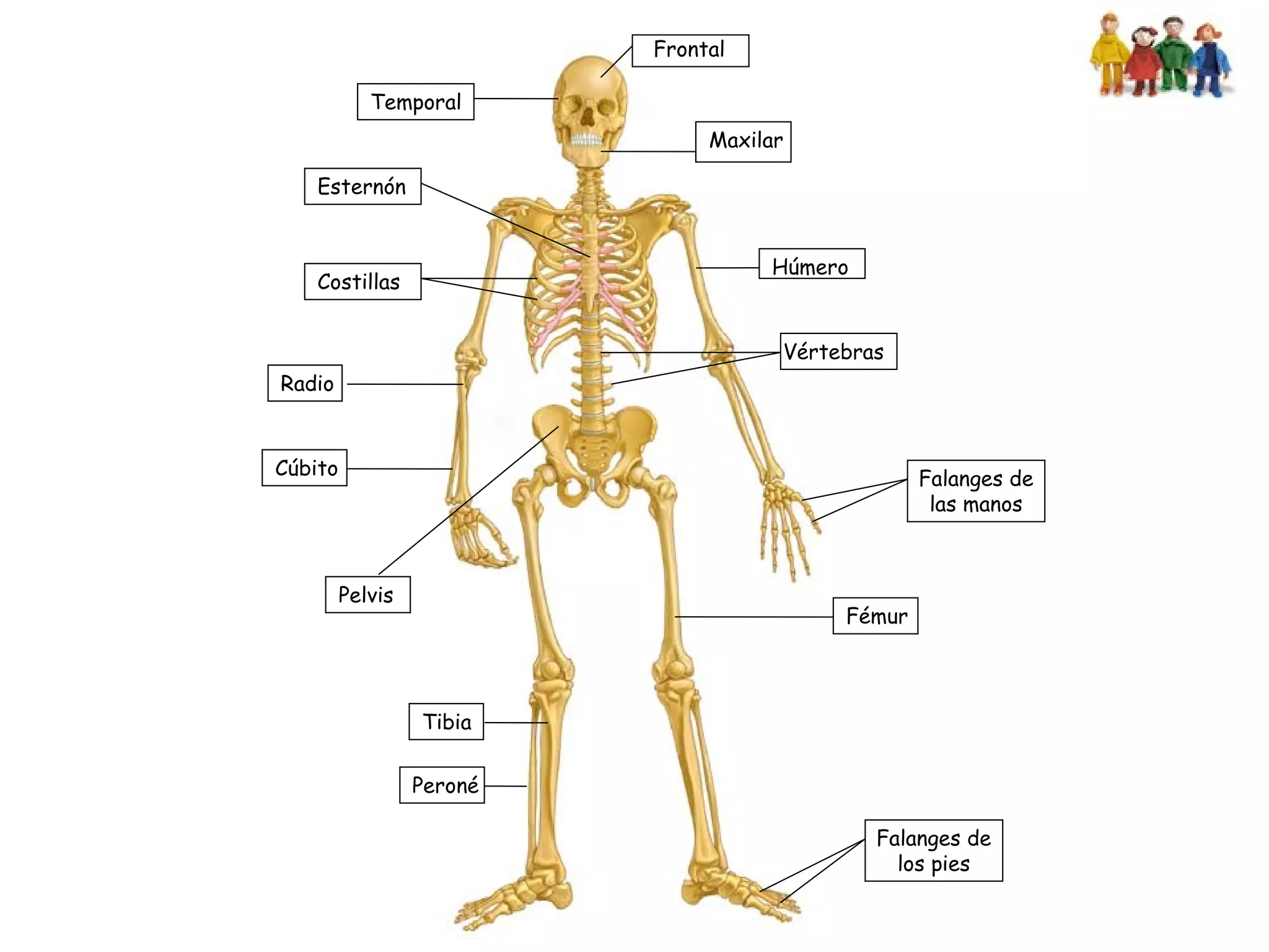Huesos y músculos | PPT
