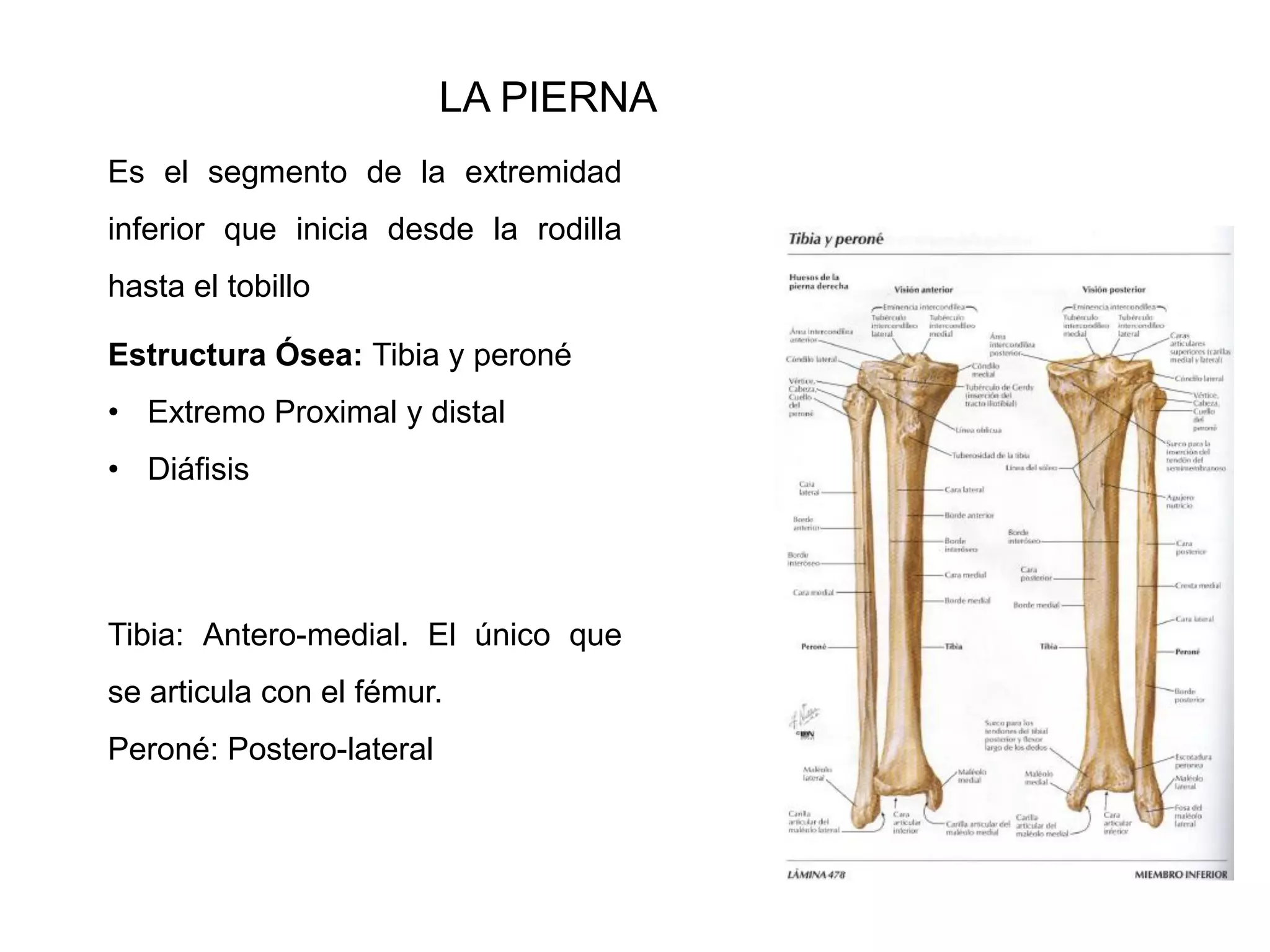 Huesos De La Pierna