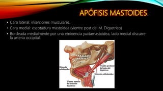 Hueso temporal | PPTX