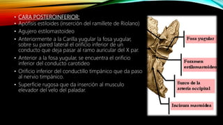 Hueso temporal | PPTX